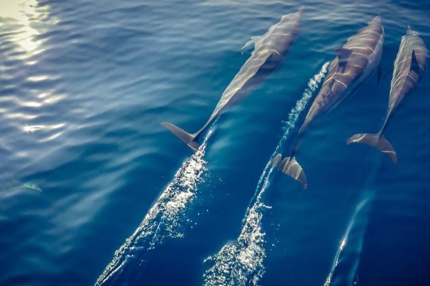 Crucero al Atardecero con Delfines en Maldivas